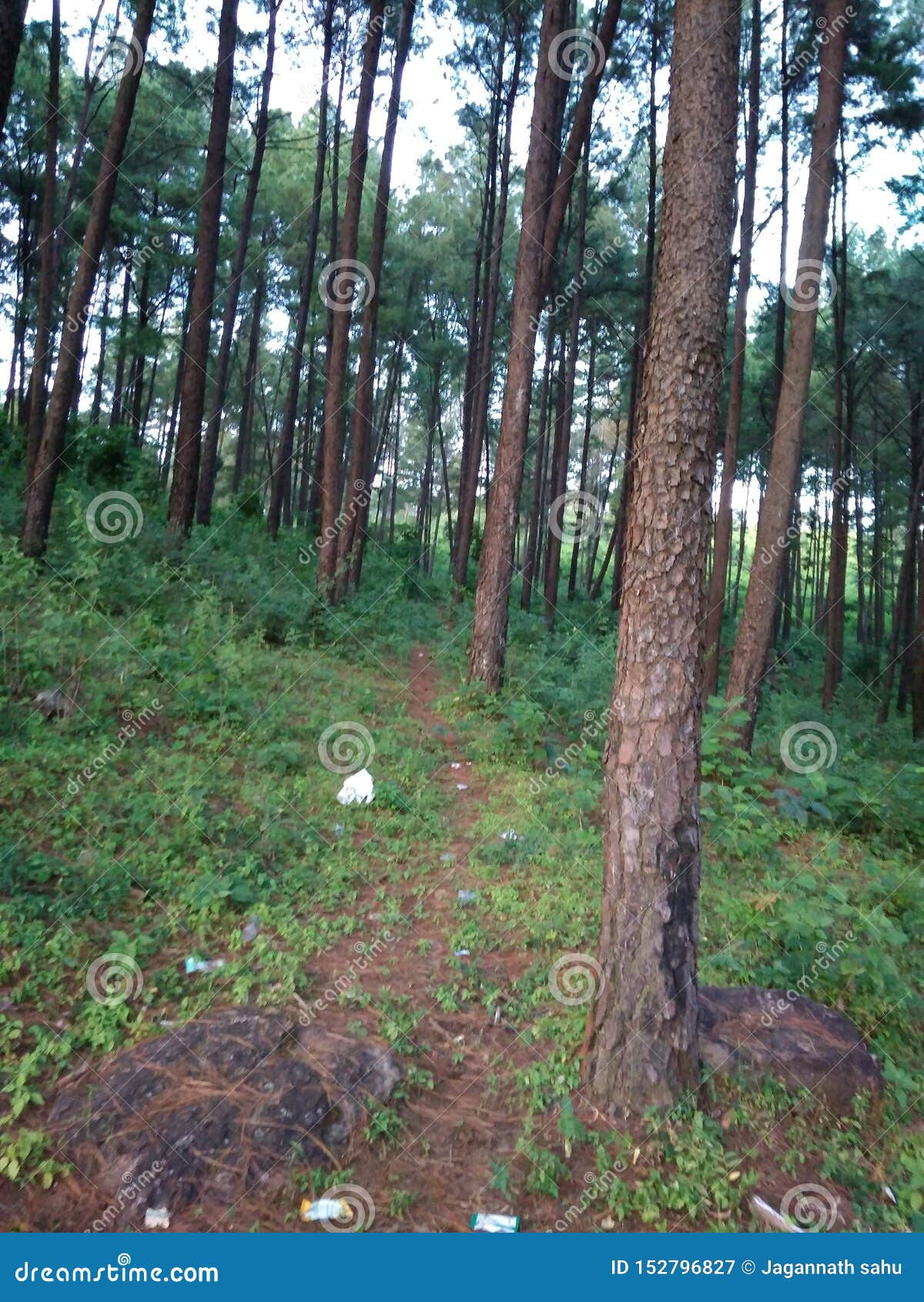 Deep Forest of Odisha India and Long Tree Stock Image - Image of deep ...