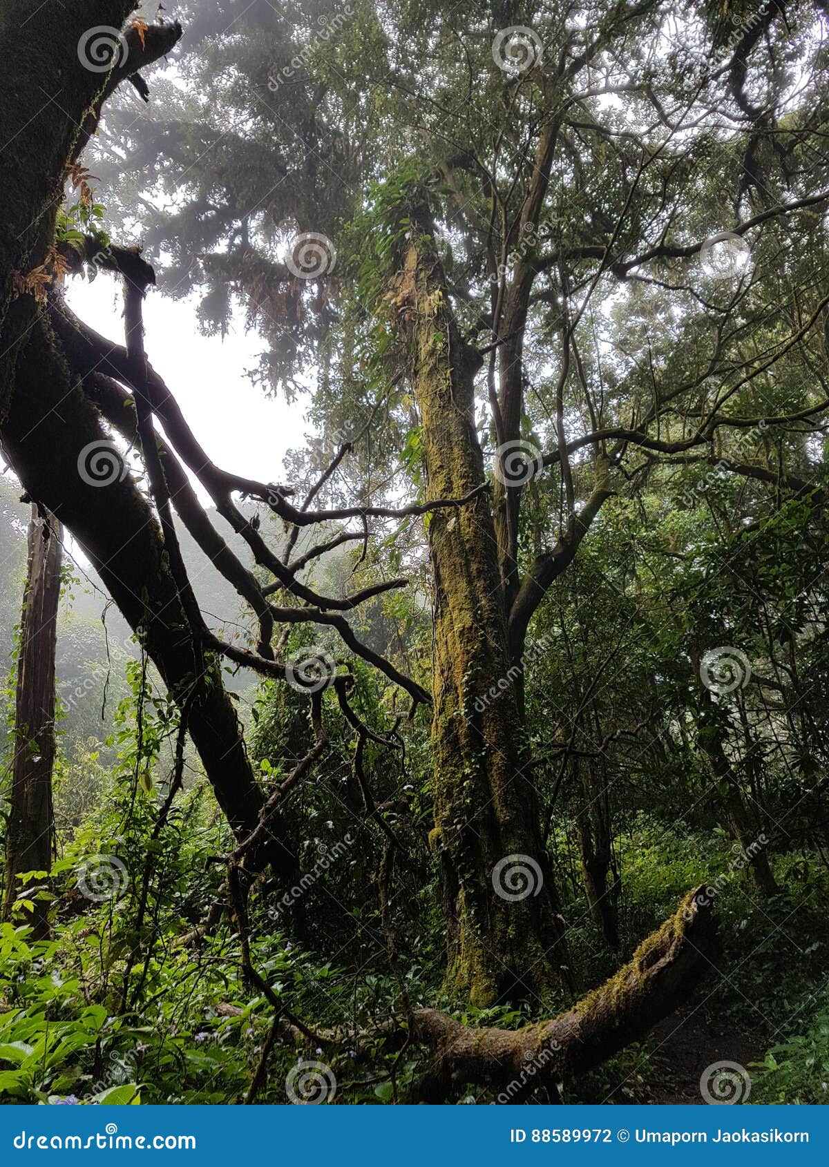 Deep forest stock photo. Image of green, landscape, foliage - 88589972