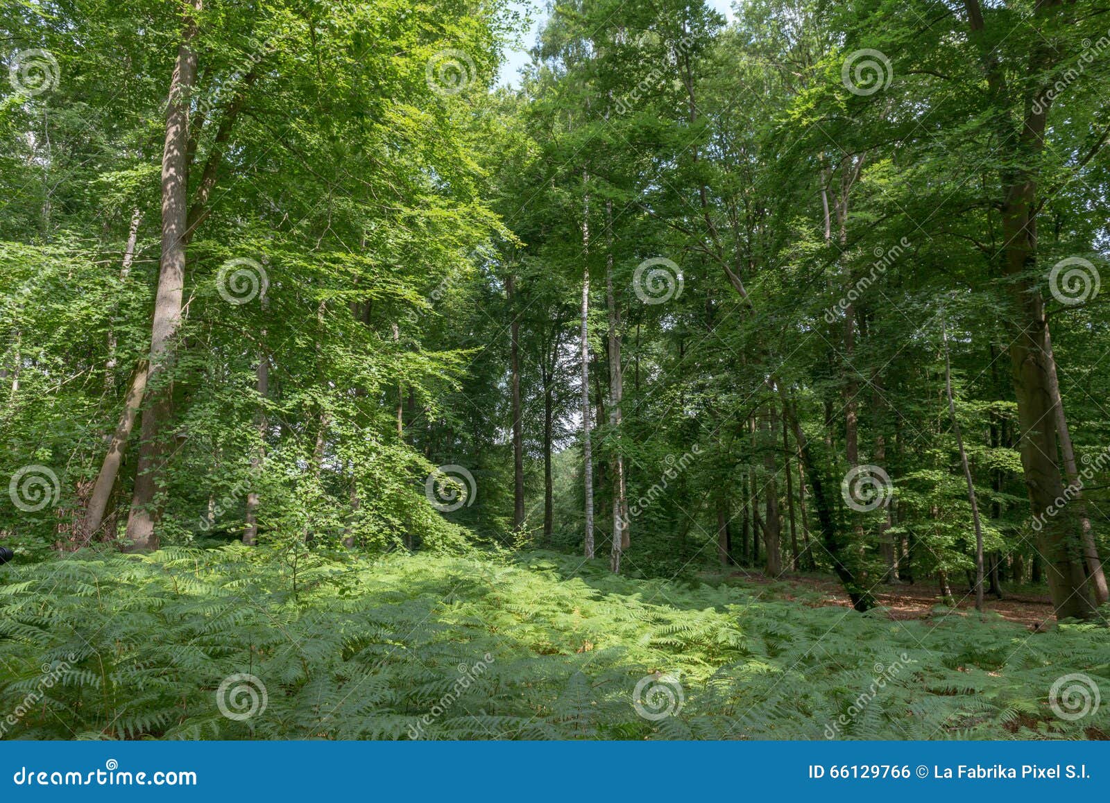 Deep forest stock photo. Image of summer, nature, underbrush - 66129766