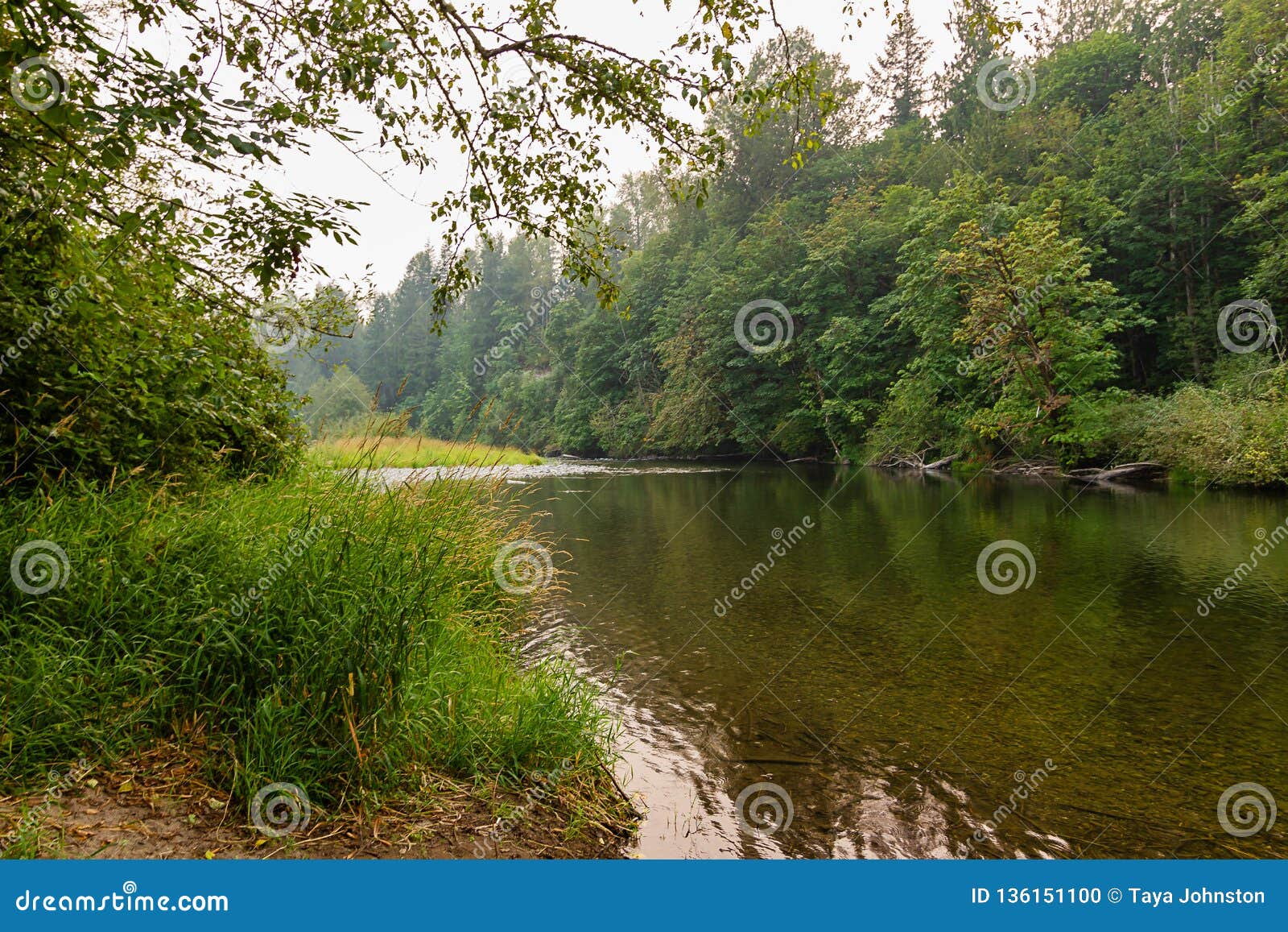 Deep Forest Pools Along the Edge of Calm River in Summer Stock Photo ...
