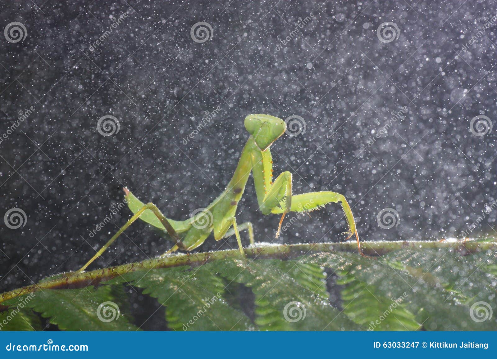 Deep Forest stock image. Image of moist, mantis, deep - 63033247