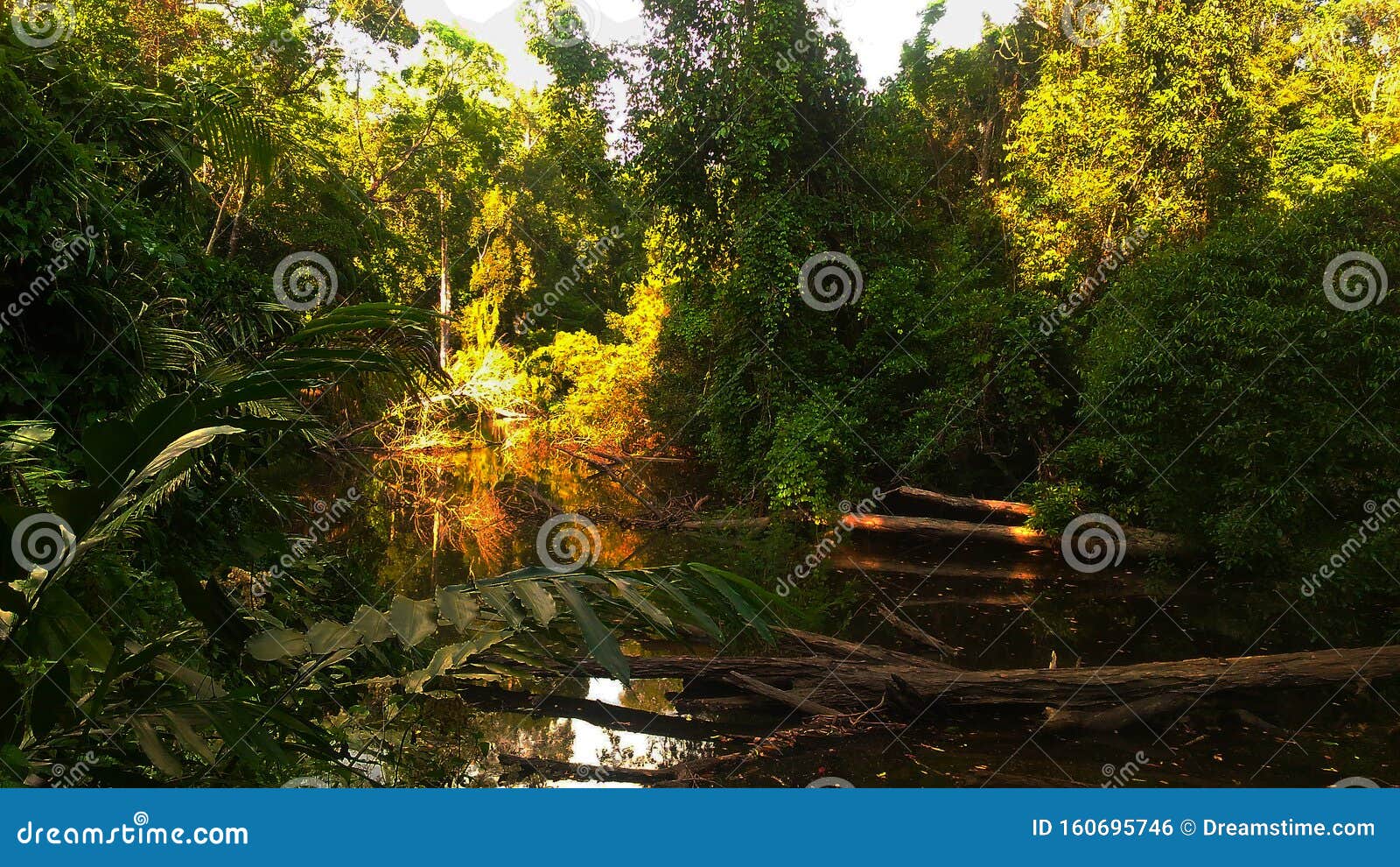 Deep forest and river stock photo. Image of trees, summer - 160695746