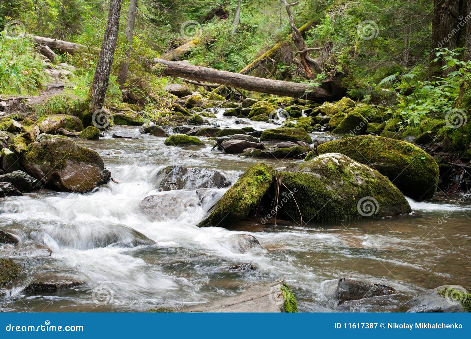 Deep Forest River Landscape Stock Image - Image of windfall, vista ...