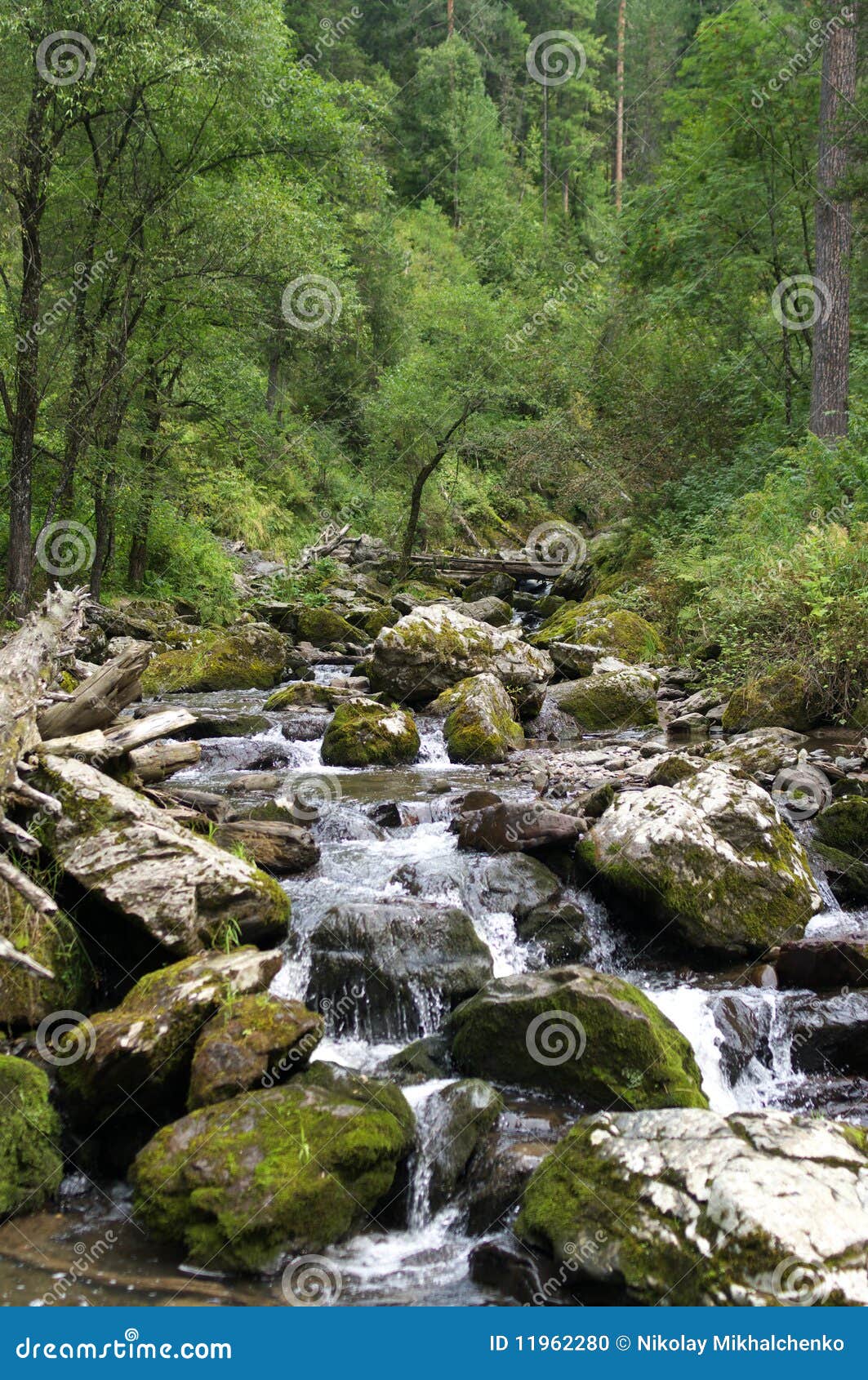 Deep Forest River Landscape Stock Photo - Image of stream, windfall ...