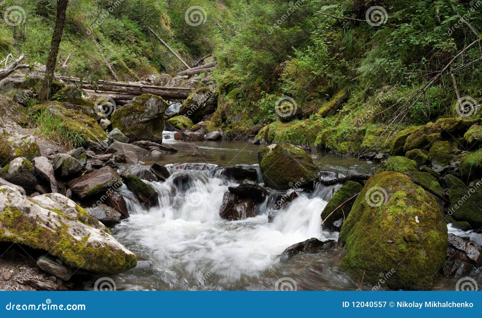 Deep Forest River Landscape Stock Image - Image of landscape, grass ...