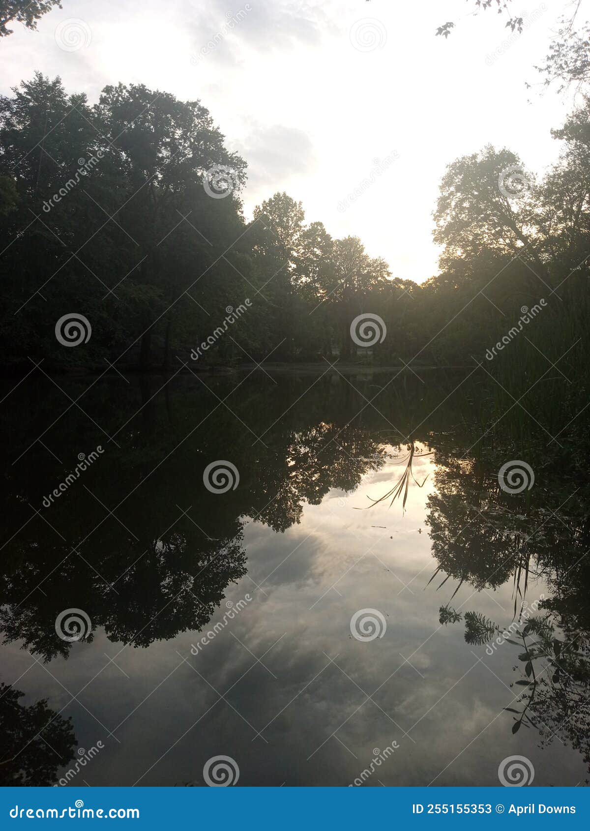 Deep Forest River at Sunset Stock Image - Image of night, sunlight ...
