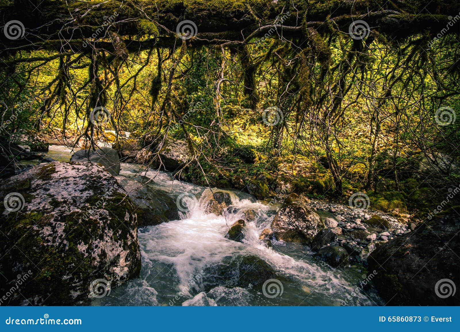 Deep Forest and River Wild Nature Landscape Stock Image - Image of ...