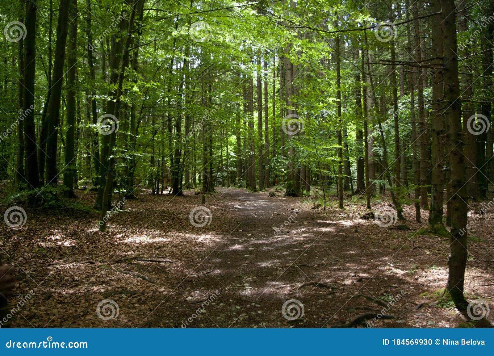 Deep Forest, Road Goes through Spruce Trees. Shadows from Branches ...