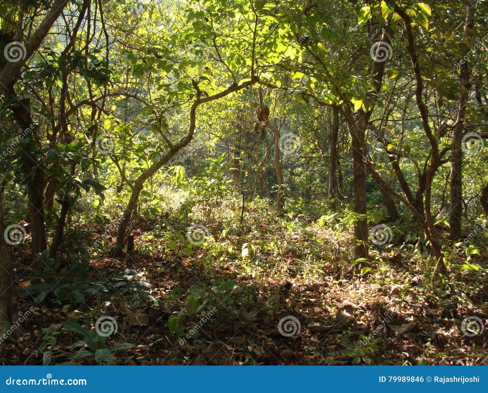 Deep forest stock photo. Image of sunlight, india, shurbs - 79989846