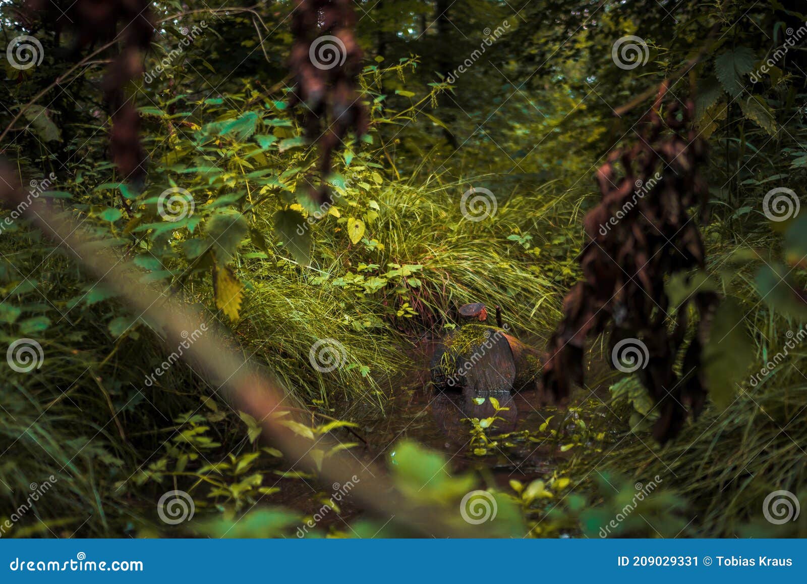 Deep in a Forest by a Small Pond Stock Image - Image of landscape ...