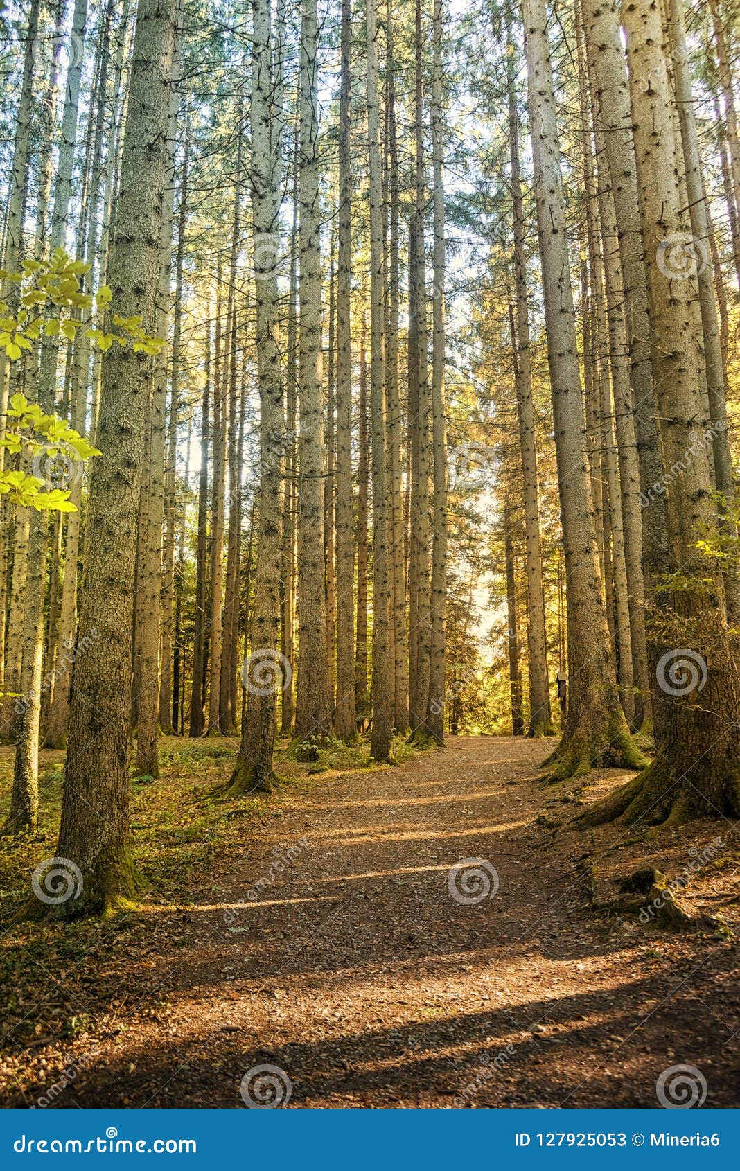 Deep Forest with Soft Sun Rays Stock Image - Image of summer, bavarian ...