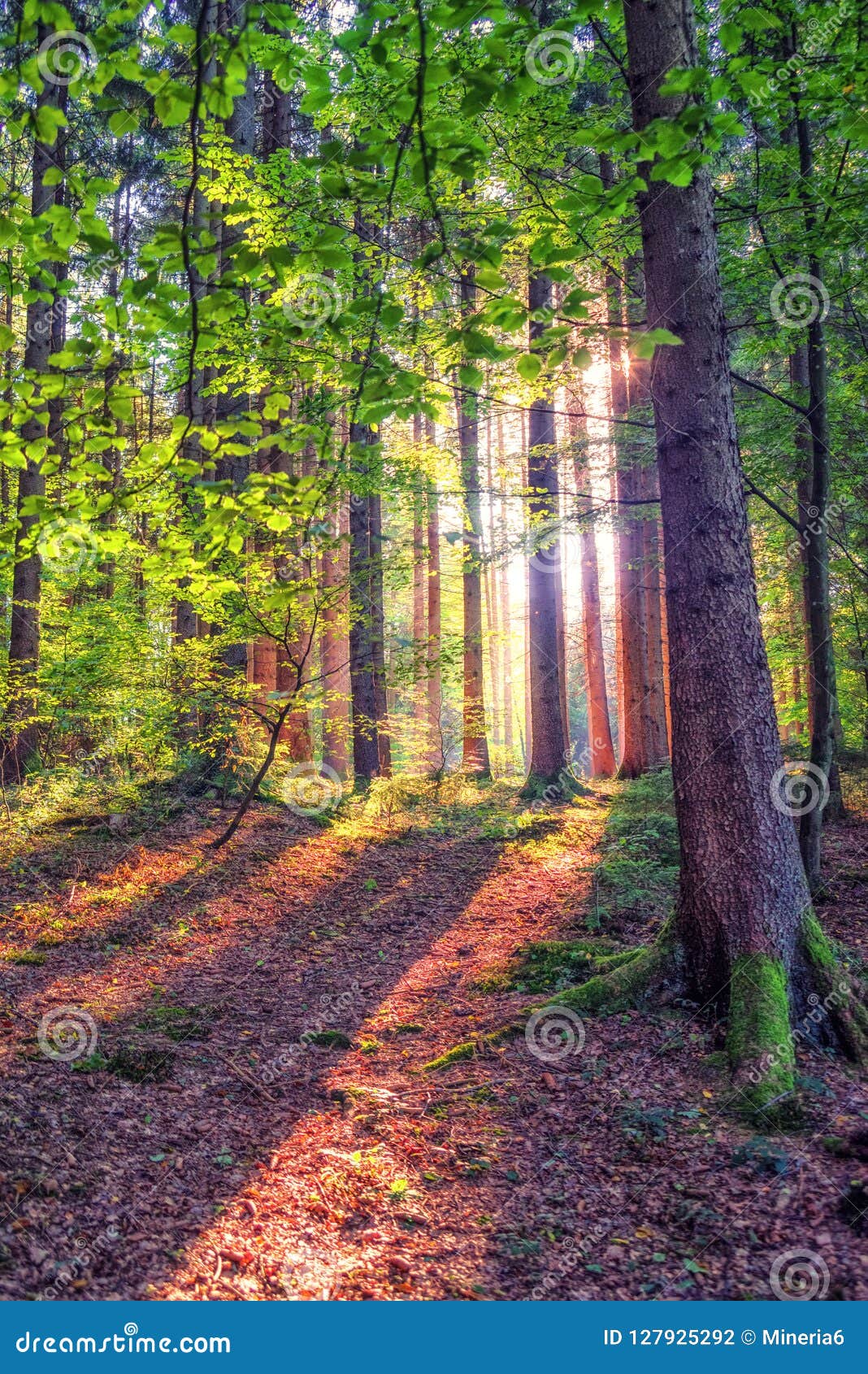 Deep Forest with Soft Sun Rays Stock Photo - Image of late, summer ...