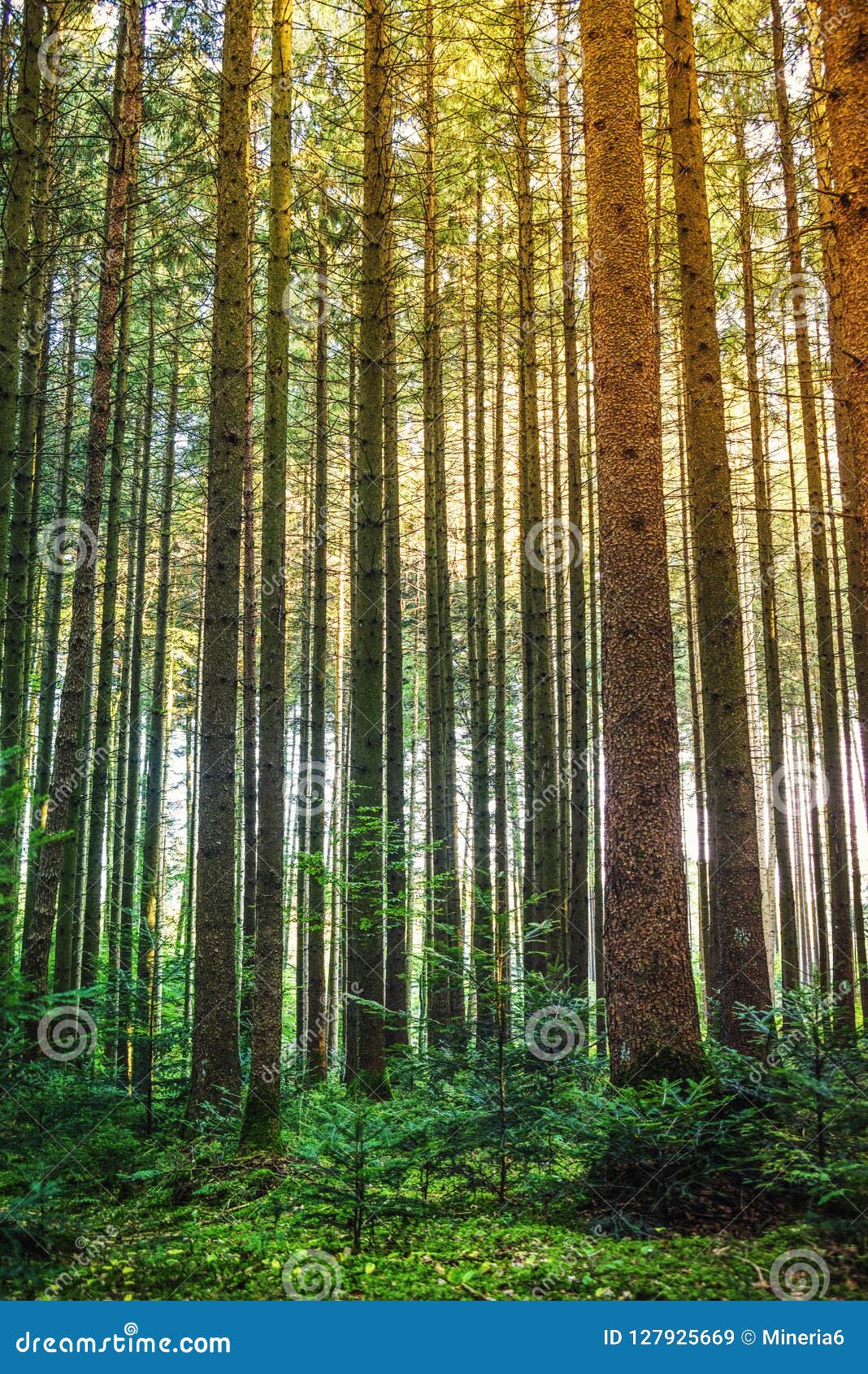 Deep Forest with Soft Sun Rays Stock Image - Image of large, europe ...
