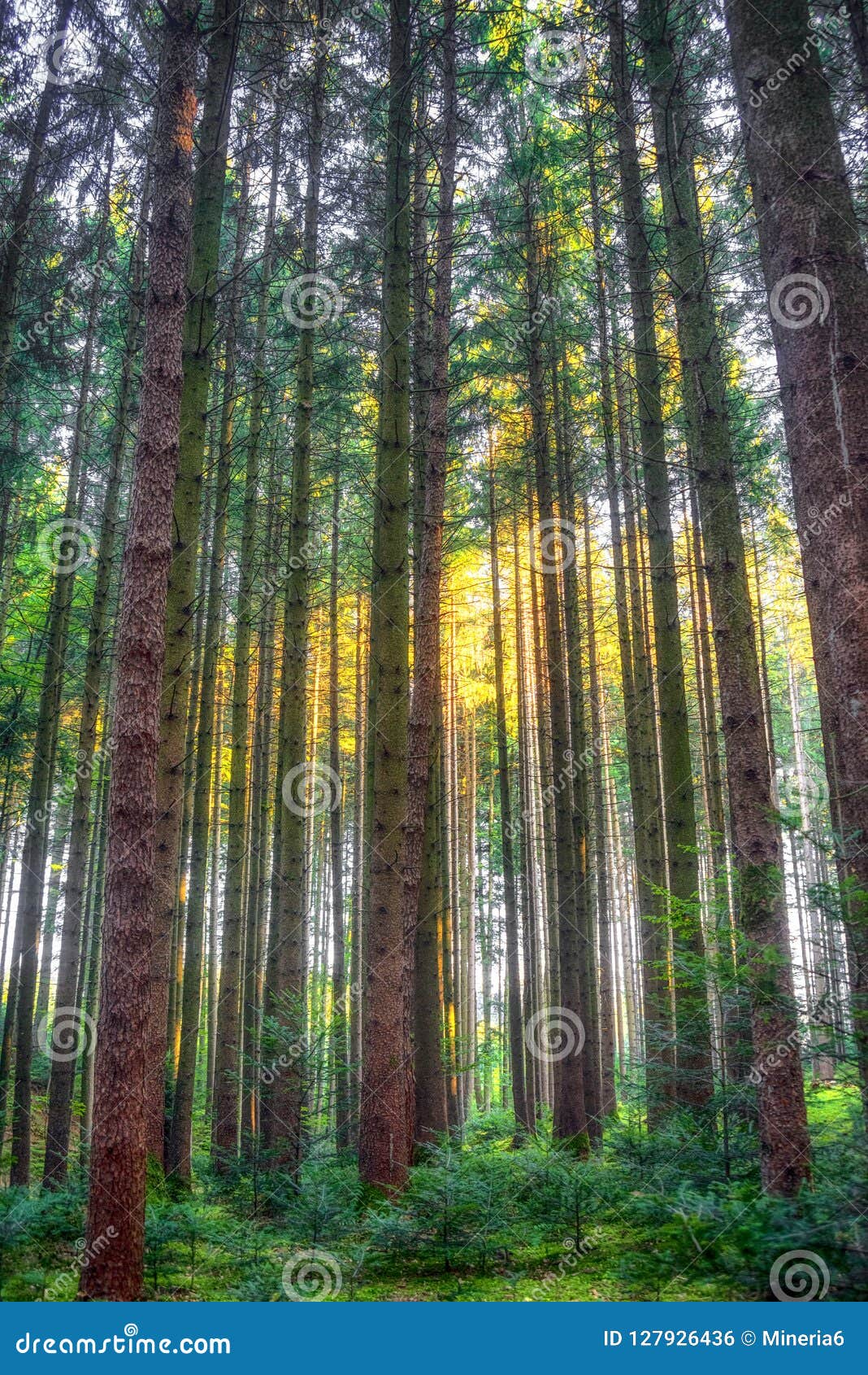 Deep Forest with Soft Sun Rays Stock Photo - Image of tall, large ...