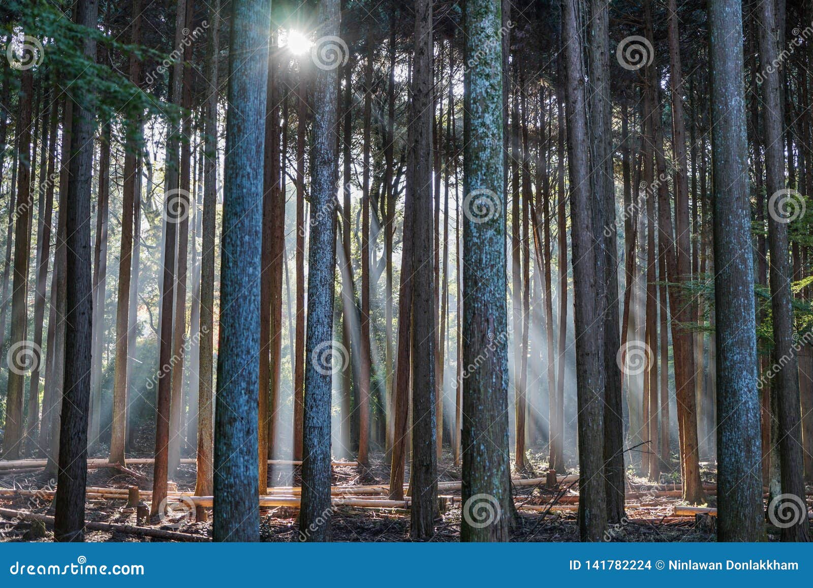 Deep Forest with Sun Lights in the Dawn Stock Photo - Image of ecology ...