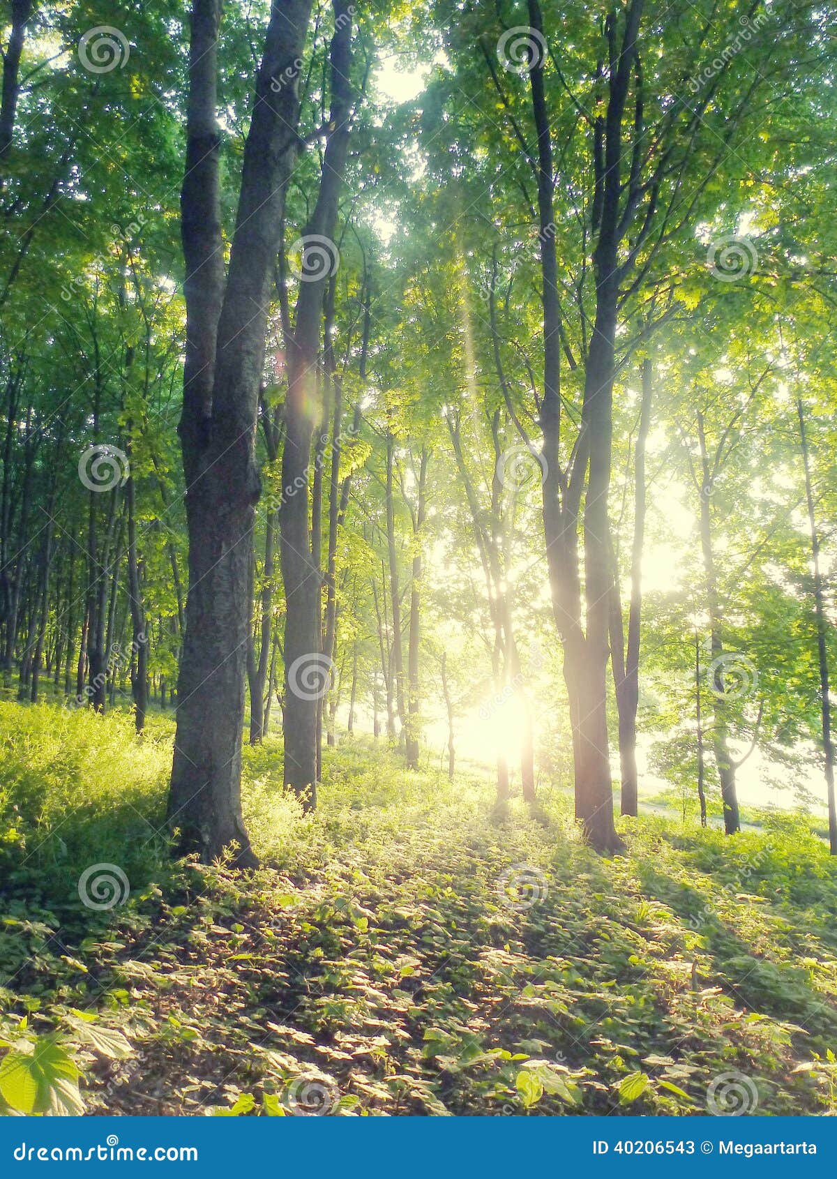Deep in the forest stock image. Image of leaves, sunlight - 40206543