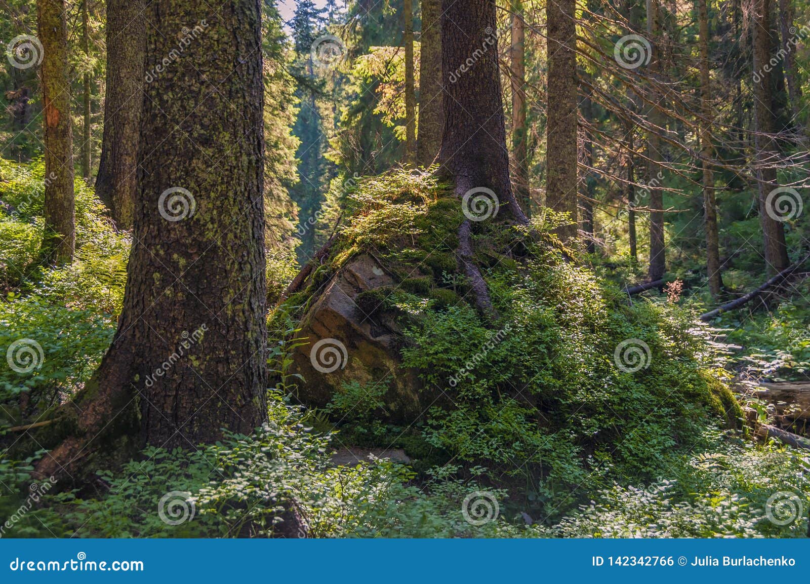 Deep forest, sunny forest stock photo. Image of season - 142342766