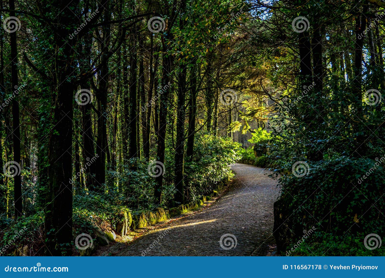 Deep Forest with Tall Trees Stock Photo - Image of green, trees: 116567178