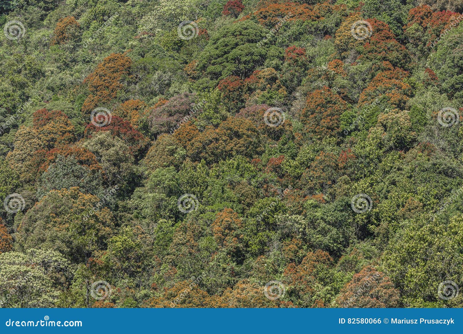 Deep Forest Top View, Sri Lanka. Stock Photo - Image of plant, foliage ...