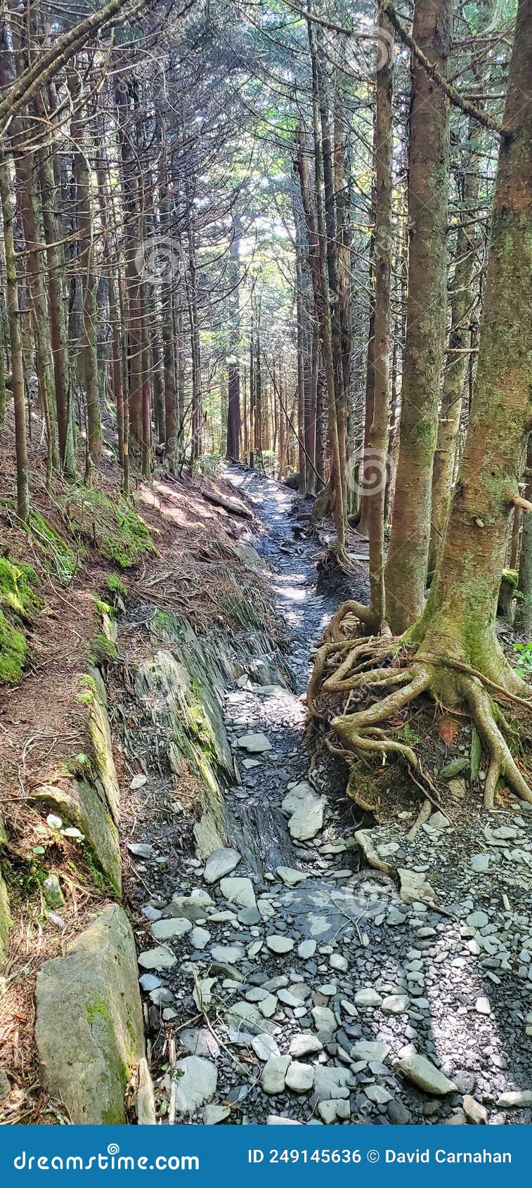 Deep forest trail stock photo. Image of forest, deep - 249145636