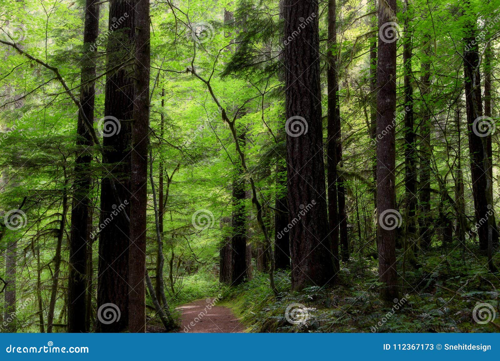 Deep Forest Trail in Washington Stock Image - Image of reds, native ...