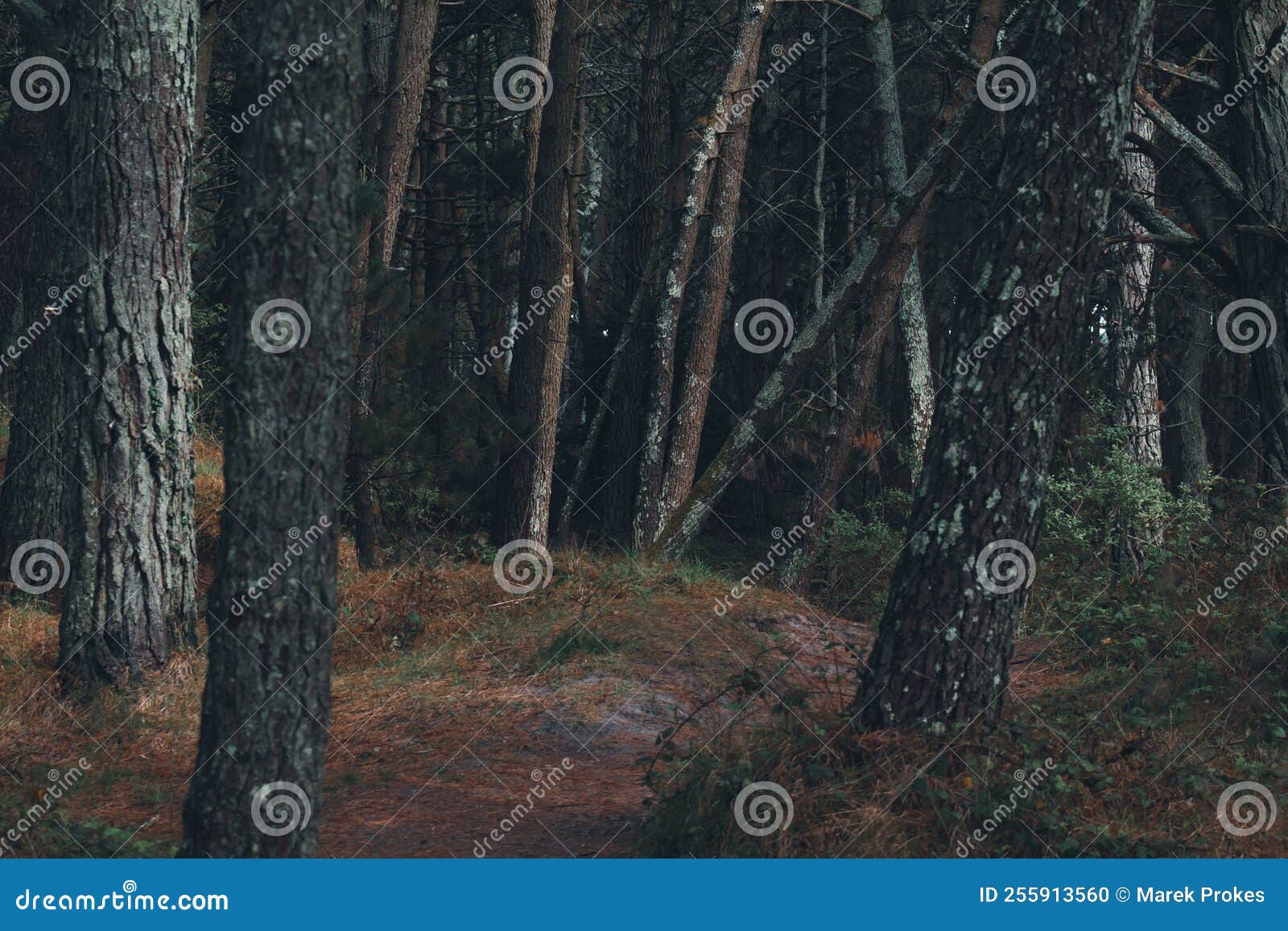 Deep Forest Trees in Dark Backwoods Stock Photo - Image of moss ...