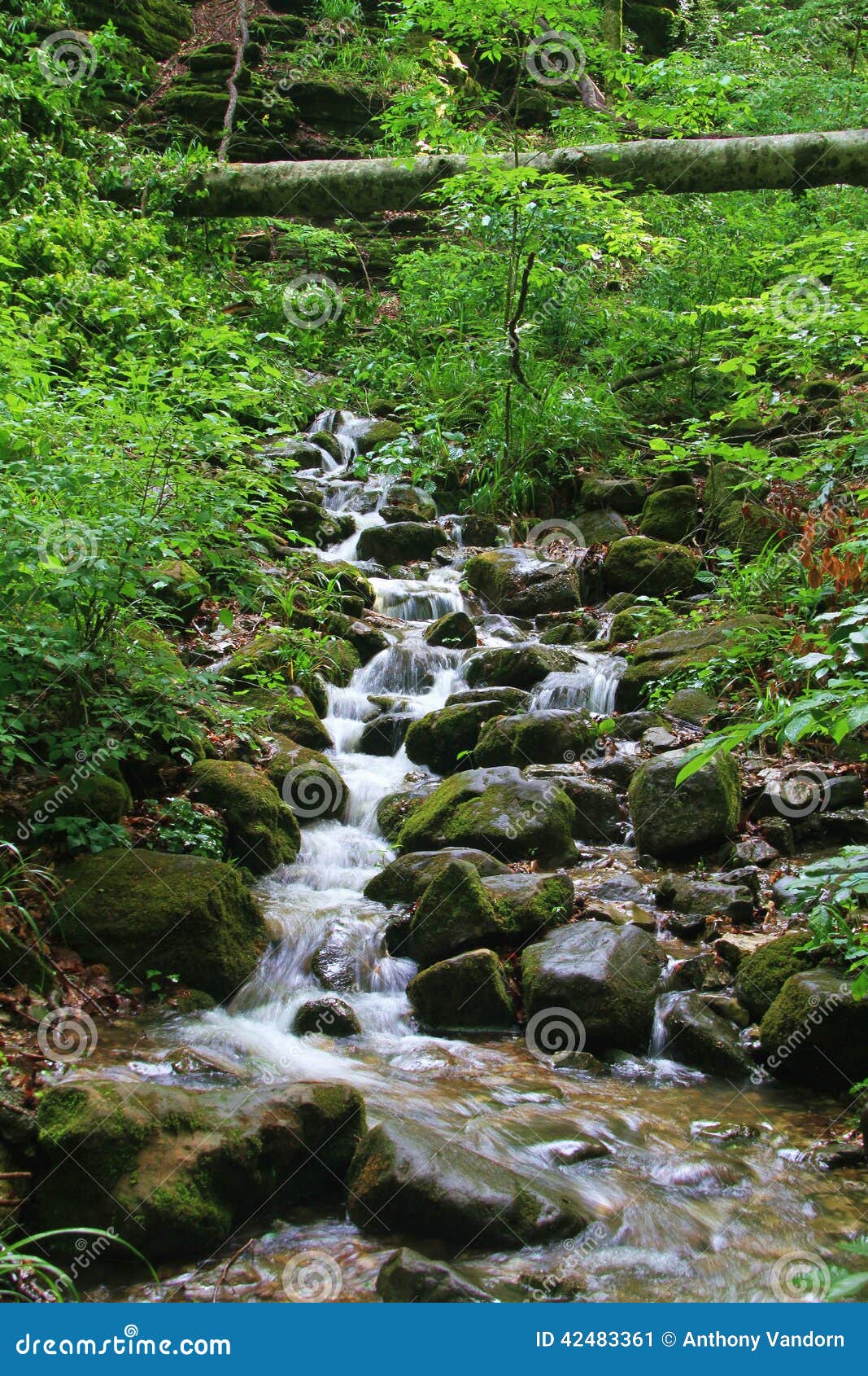 Deep Forest Waterfall stock image. Image of water, green - 42483361