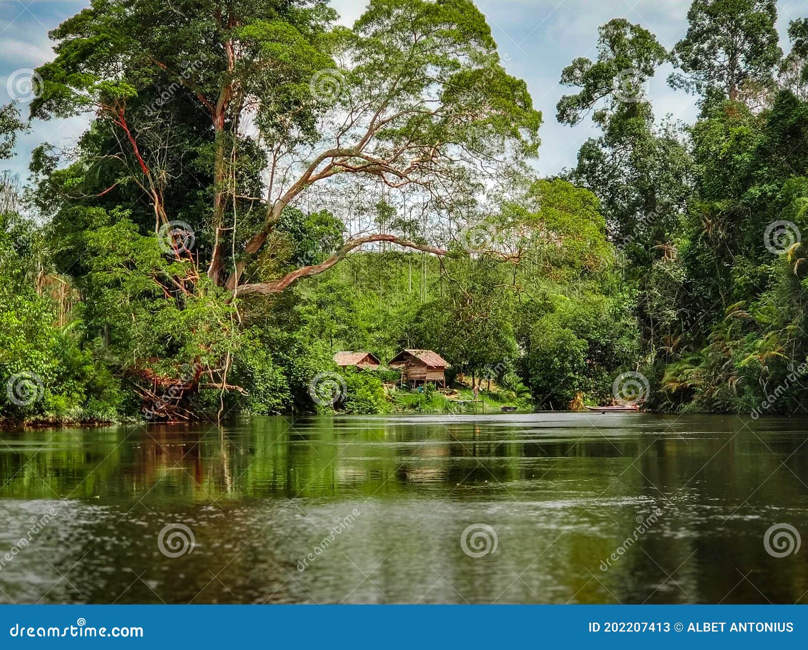 Deep Forest - Wild Life Borneo Stock Image - Image of water, jungle ...