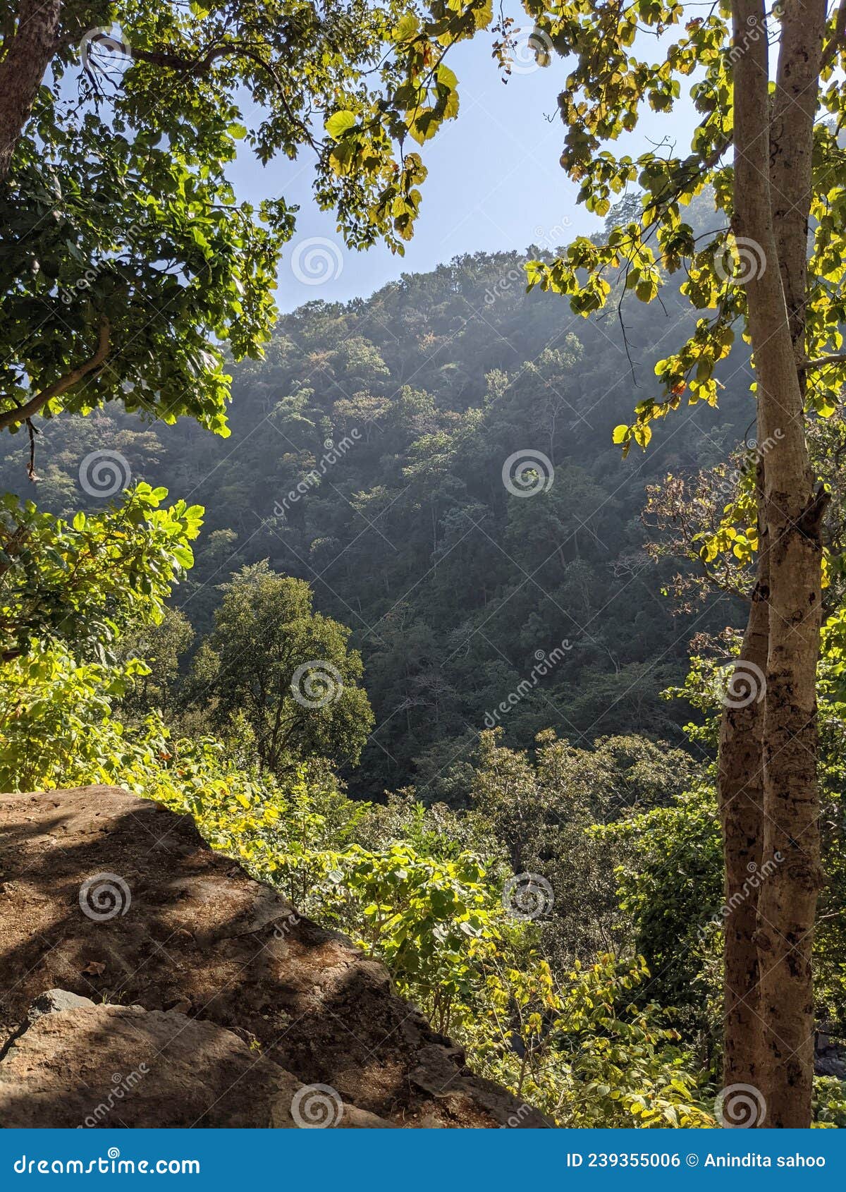 Deep forests and mountain stock photo. Image of deep - 239355006