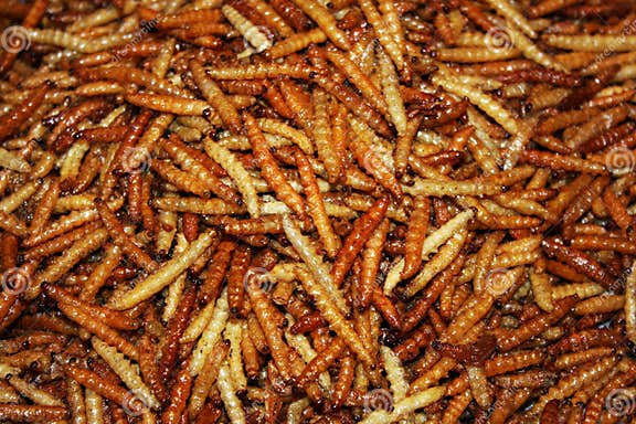 Deep Fried Bugs stock image. Image of delicious, grasshopper - 3545665