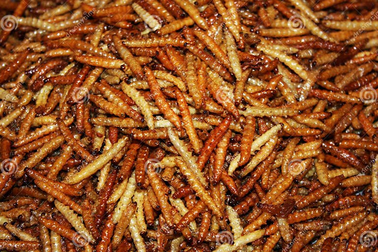 Deep Fried Bugs stock image. Image of delicious, grasshopper - 3545665