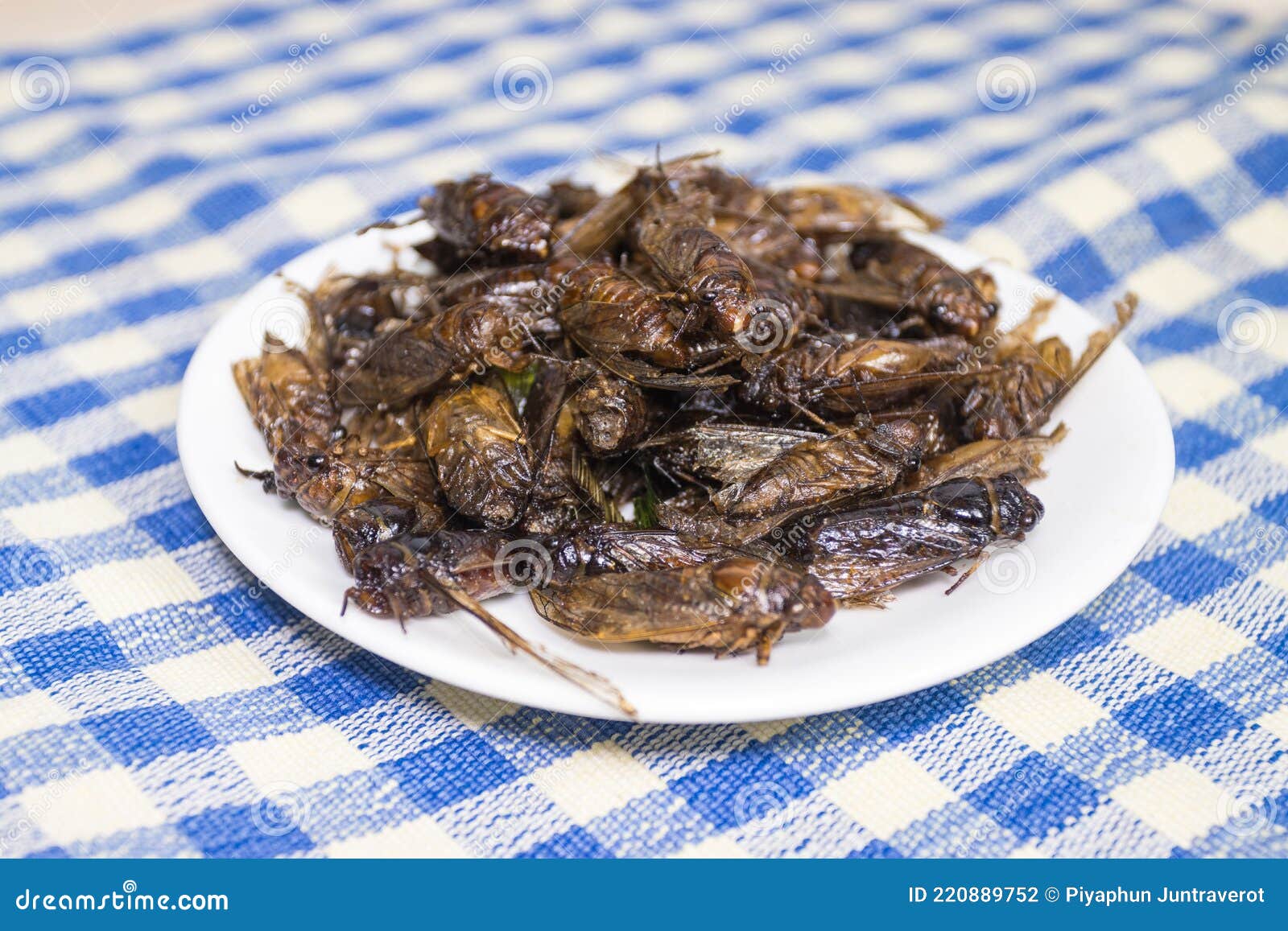 Deep Fried Cicada Thai Food Protein the Normal Traditional Local Thai ...