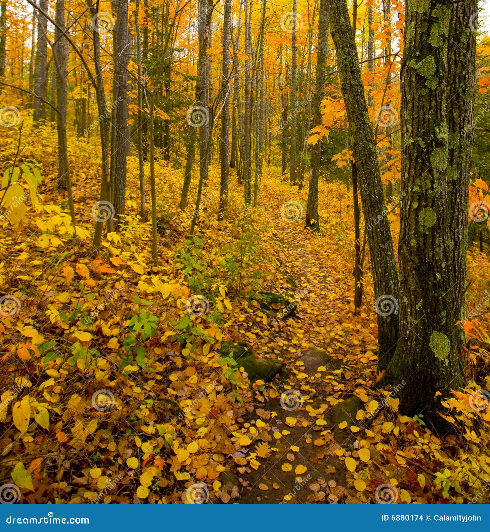 Deep Golden North Woods Picture. Image: 6880174