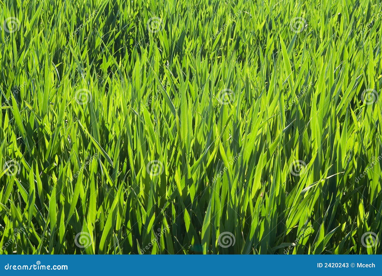 Deep grass stock image. Image of fresh, flora, lawn, field - 2420243