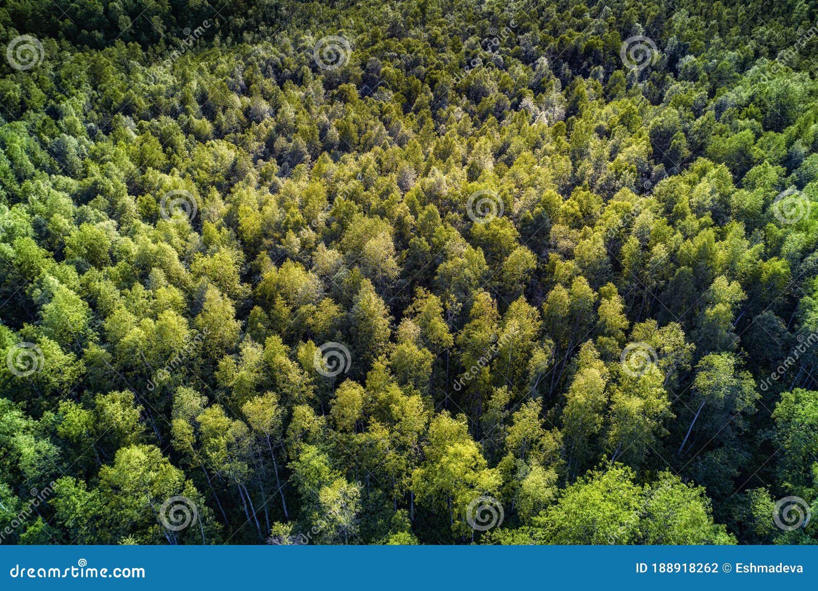 Deep Green Forest Aerial View Stock Photo - Image of countryside, toned ...