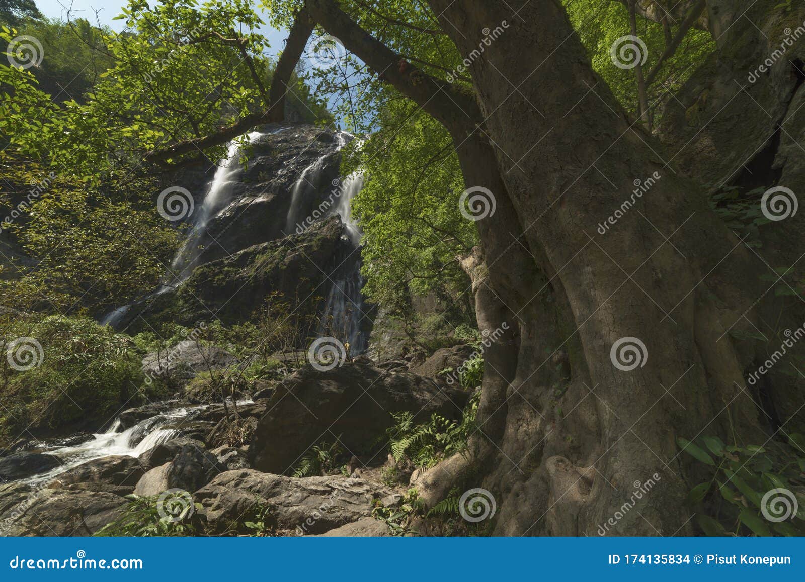 Deep Green Forest with Waterfall and Big Tree Stock Photo - Image of ...