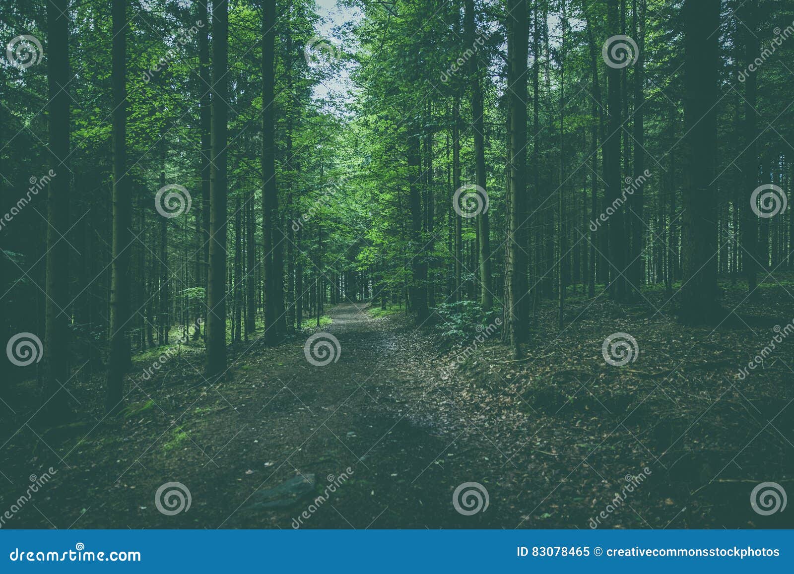 Deep Green Forest Picture. Image: 83078465