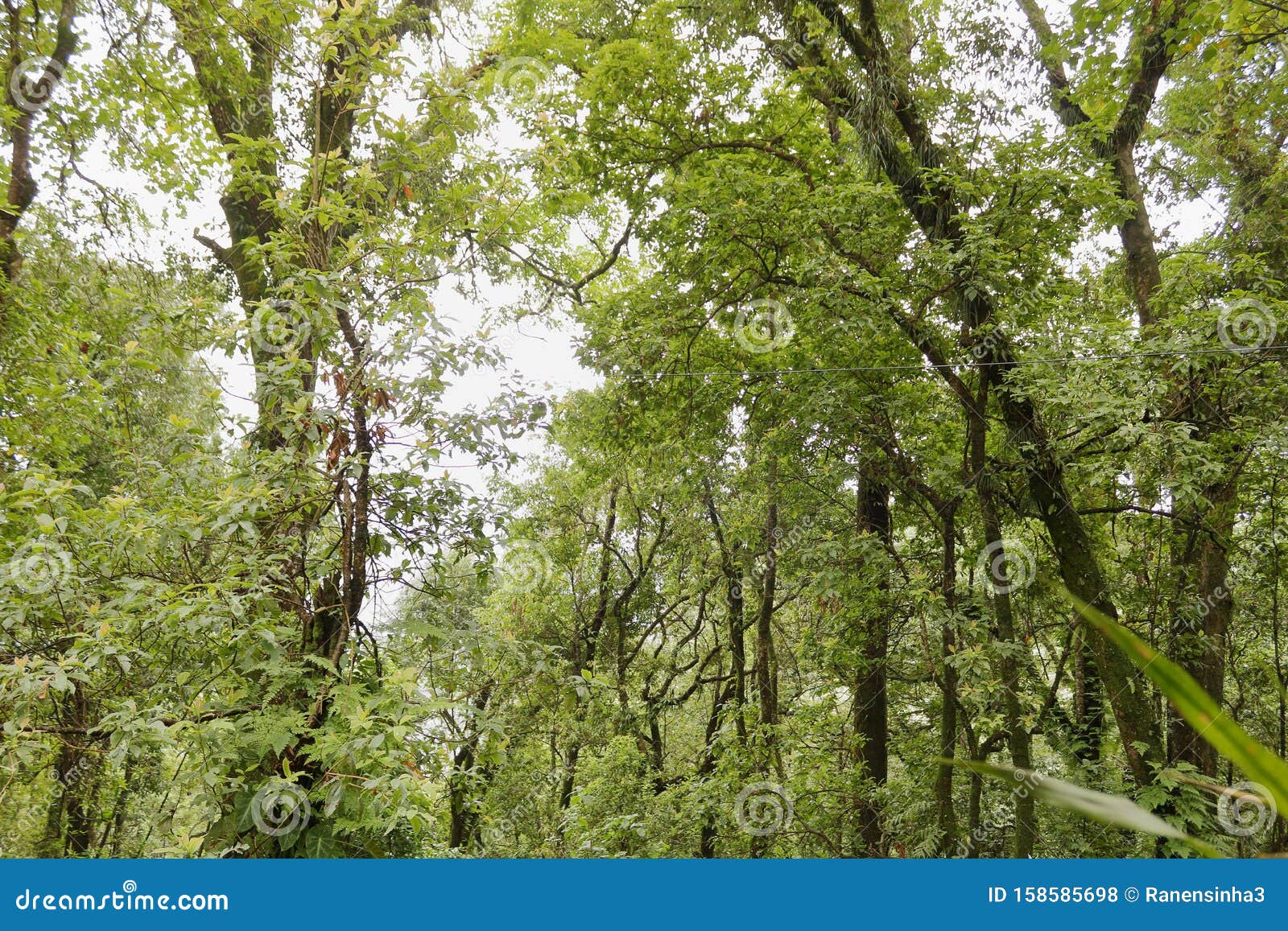 Deep Green Forest in Sikkim India Stock Photo - Image of beautiful ...
