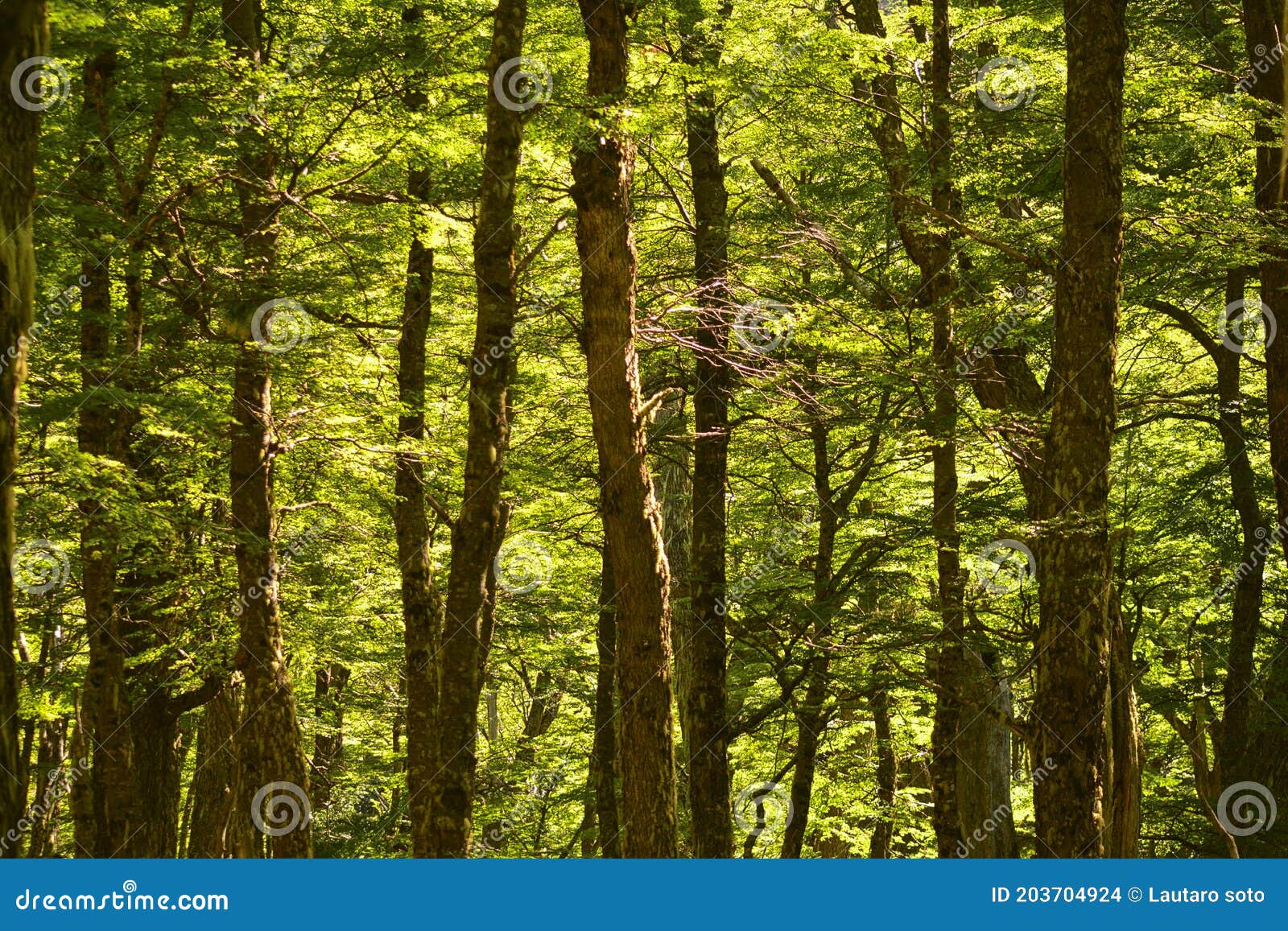 Deep Green Forest of Tall Trees Stock Photo - Image of nature ...