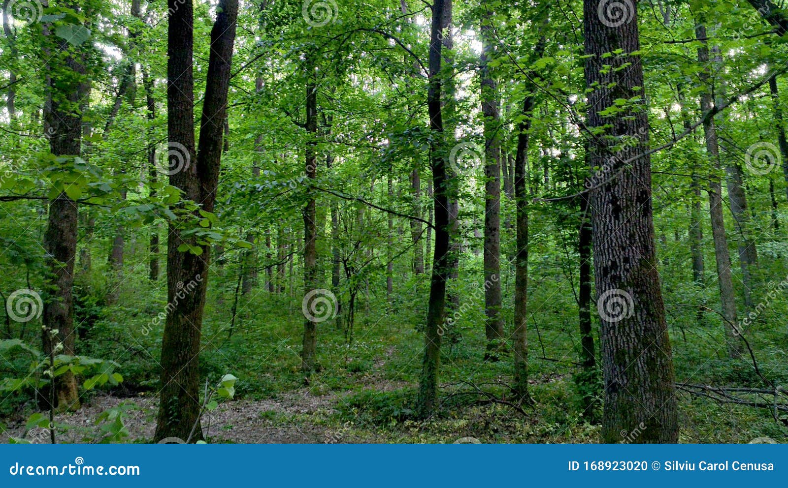 Deep Green Forest with Trees Stock Photo - Image of jungle, natural ...