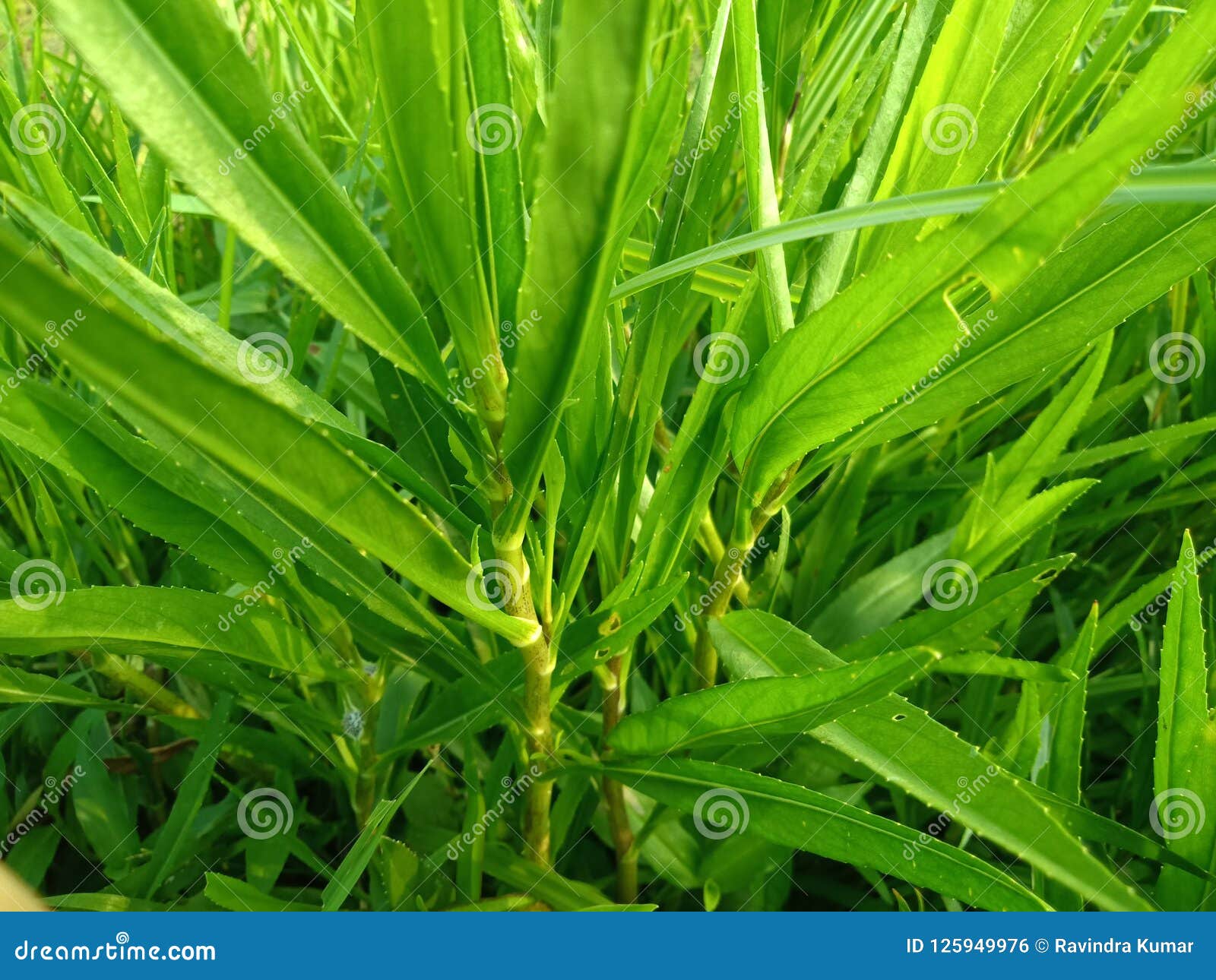 Deep Green Grass stock photo. Image of green, wallpaper - 125949976