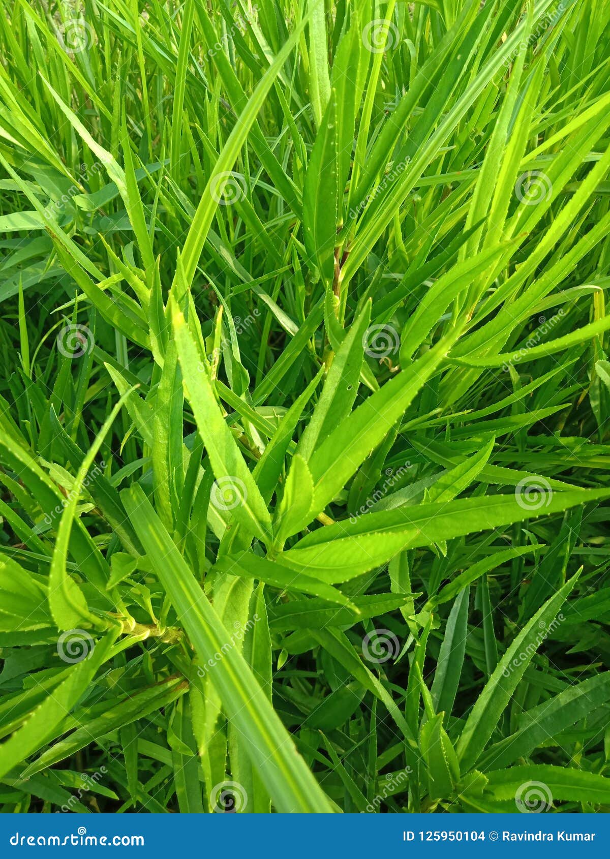 Deep Green Grass stock photo. Image of background, grass - 125950104