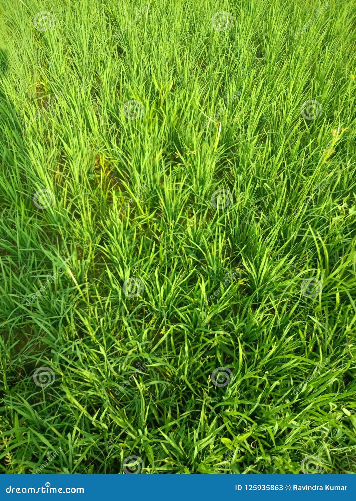 Deep Green Grass stock image. Image of wallpaper, deep - 125935863