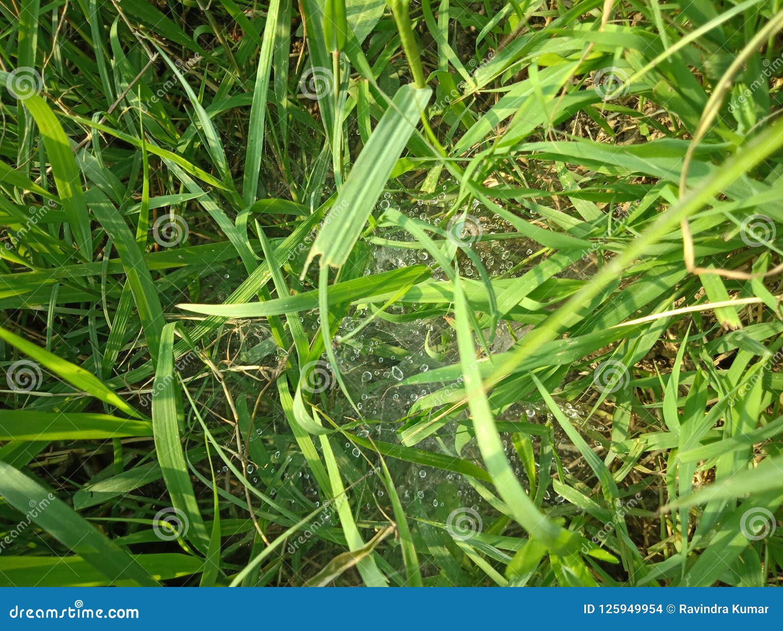 Deep Green Grass stock photo. Image of field, grass - 125949954