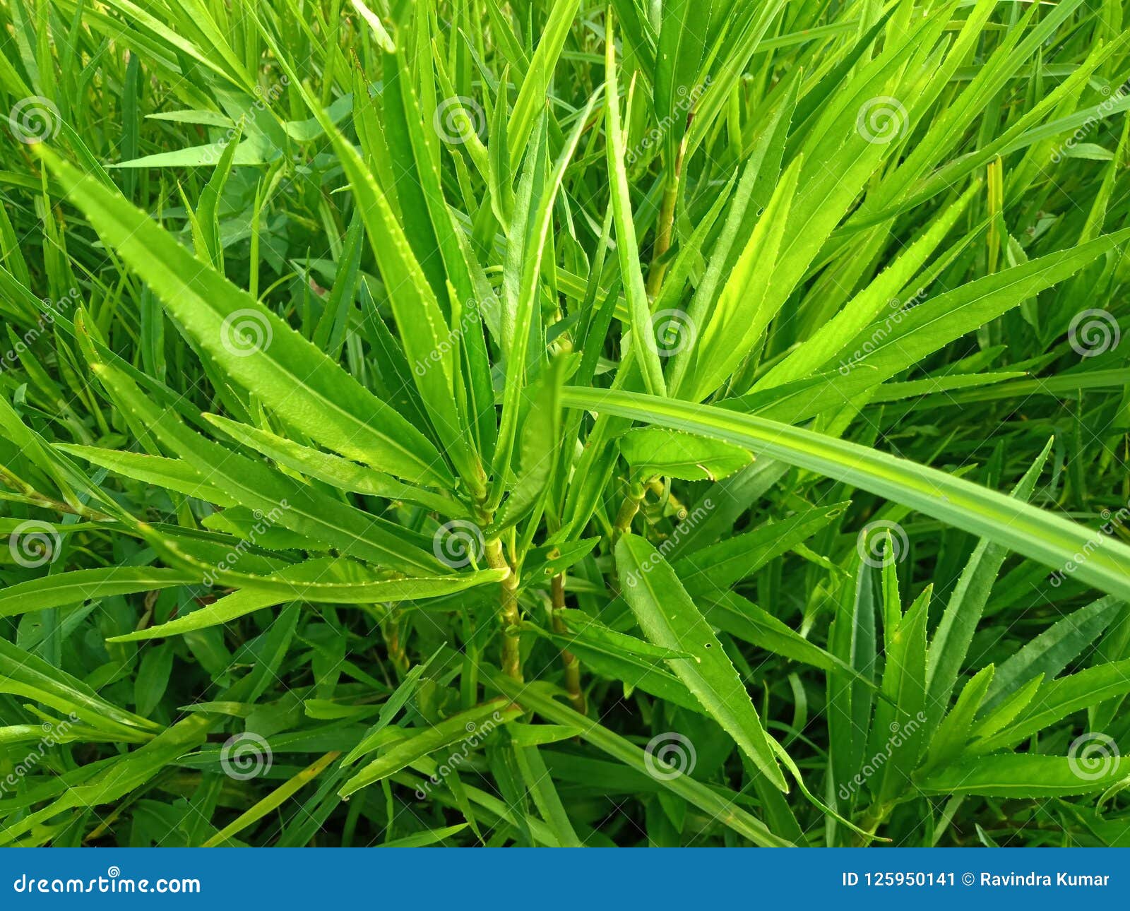 Deep Green Grass stock image. Image of grassi, grass - 125950141