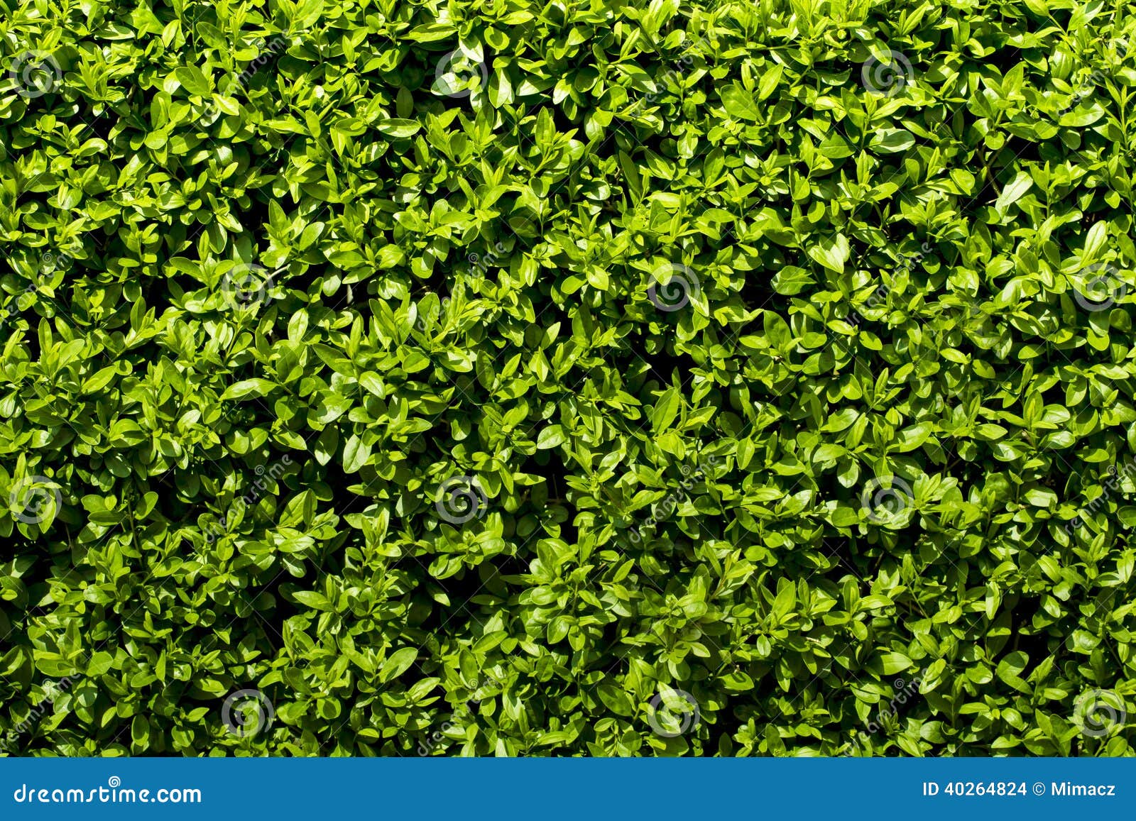 Deep Green Hedge Stock Photos - Download 103 Royalty Free Photos