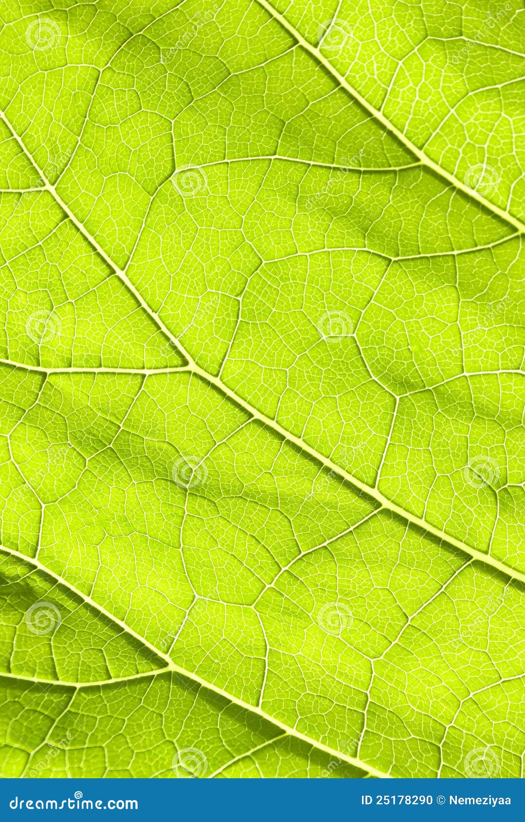 Deep green leaf. stock photo. Image of nature, deep, macro - 25178290