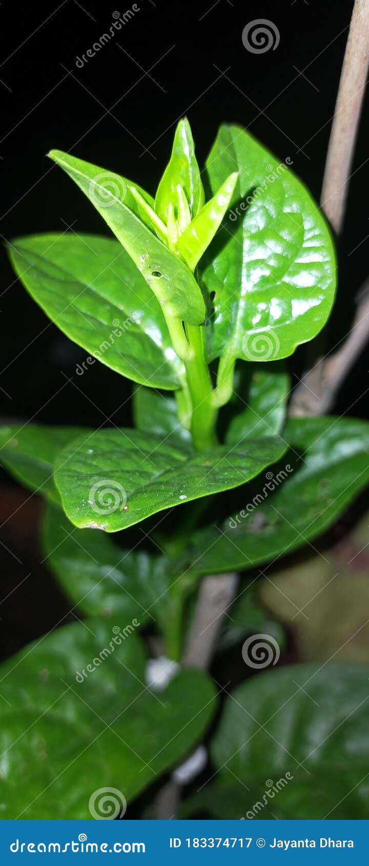Deep green leaf pui plant stock image. Image of wildflower - 183374717