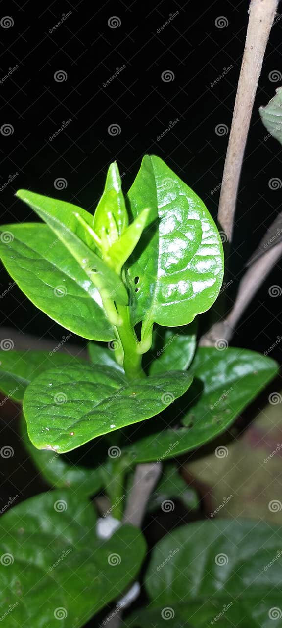 Deep green leaf pui plant stock photo. Image of shrub - 183374726