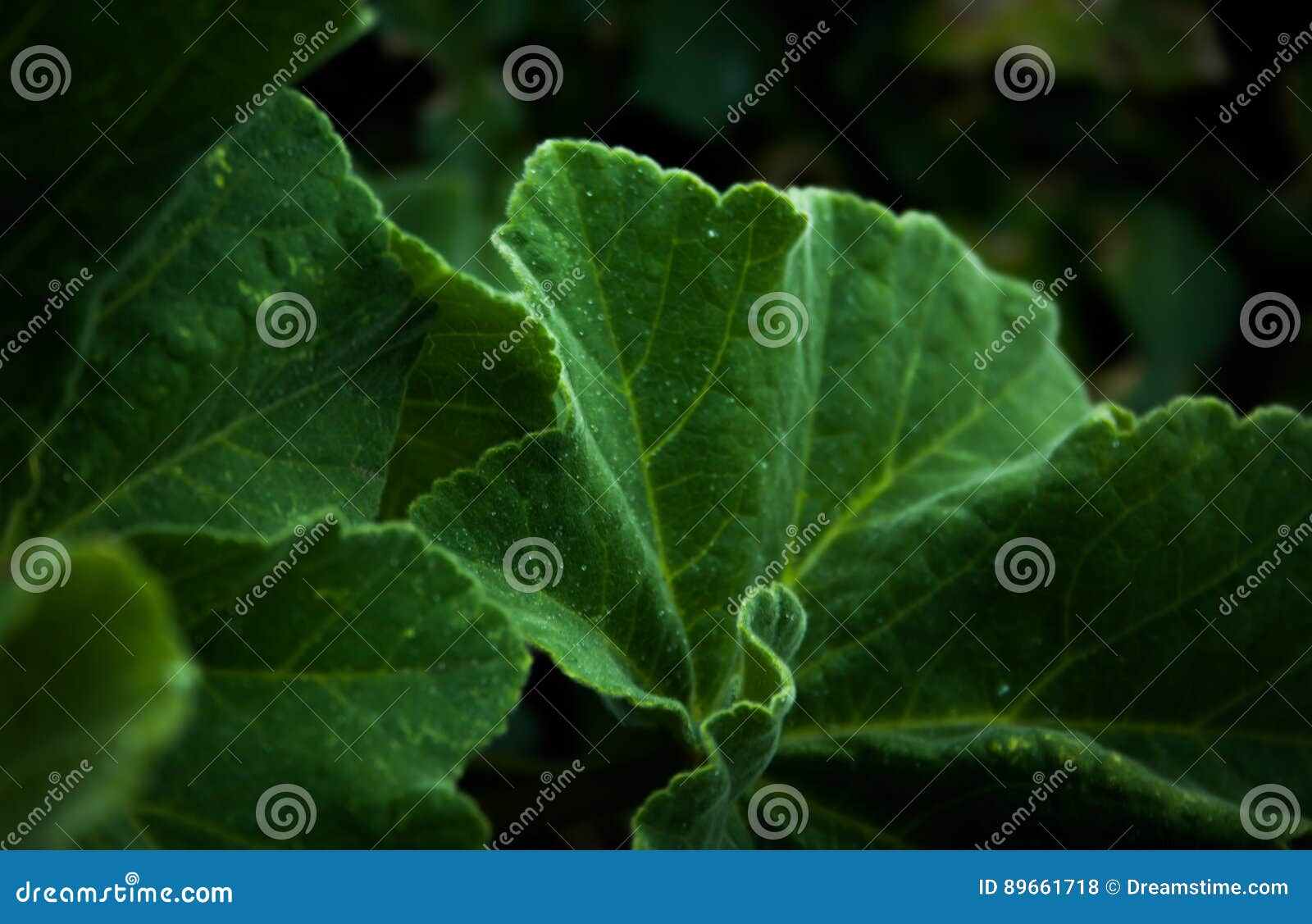 Deep Green Leaves Background Stock Photo - Image of trees, shaded: 89661718